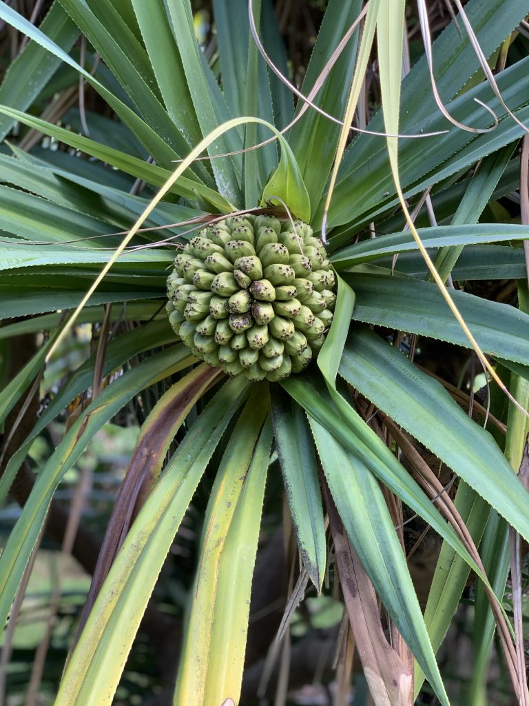 hala tree : Big Island Now