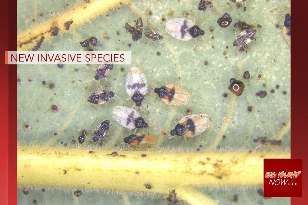 New Avocado Pest Identified on Big Island : Big Island Now