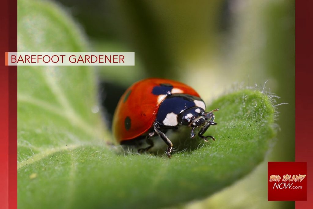 Barefoot Gardener, Part 1: Bug Off! : Big Island Now
