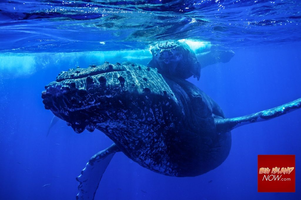 Handful of Confirmed Vessel Collisions With Whales Reported : Big ...