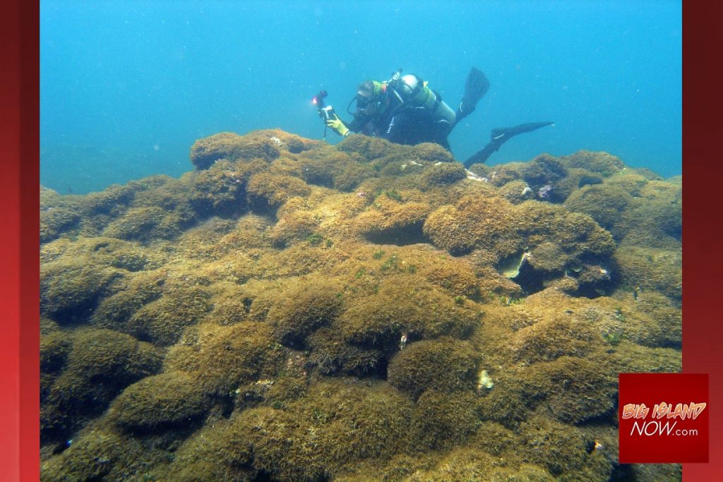 Newly Discovered Algae Infesting Hawai‘i’s Northwestern Waters : Big ...