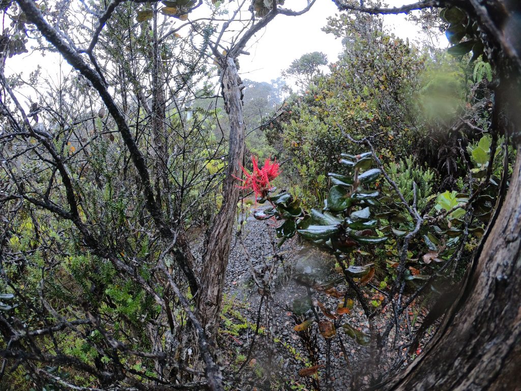 Kaulana Manu Nature Trail. Mauna Kea. Nature Trails. PC: DLNR : Big ...