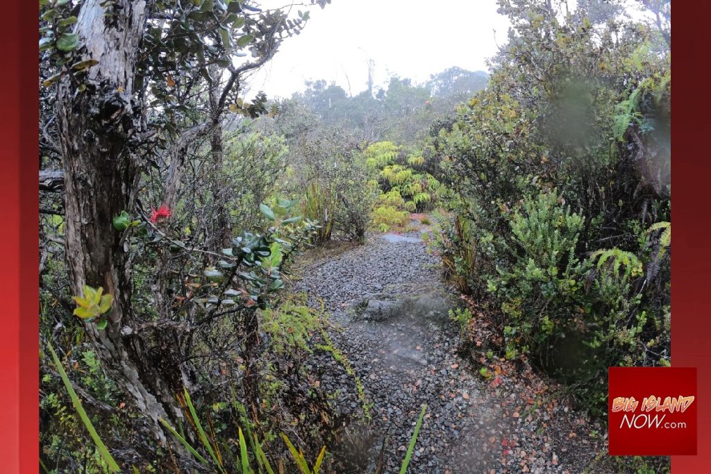 Kaulana Manu Nature Trail Opens in Shadow of Mauna Kea : Big Island Now