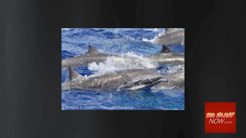 UH Researchers Identify Deadly Marine Virus in Deceased Dolphin : Big ...