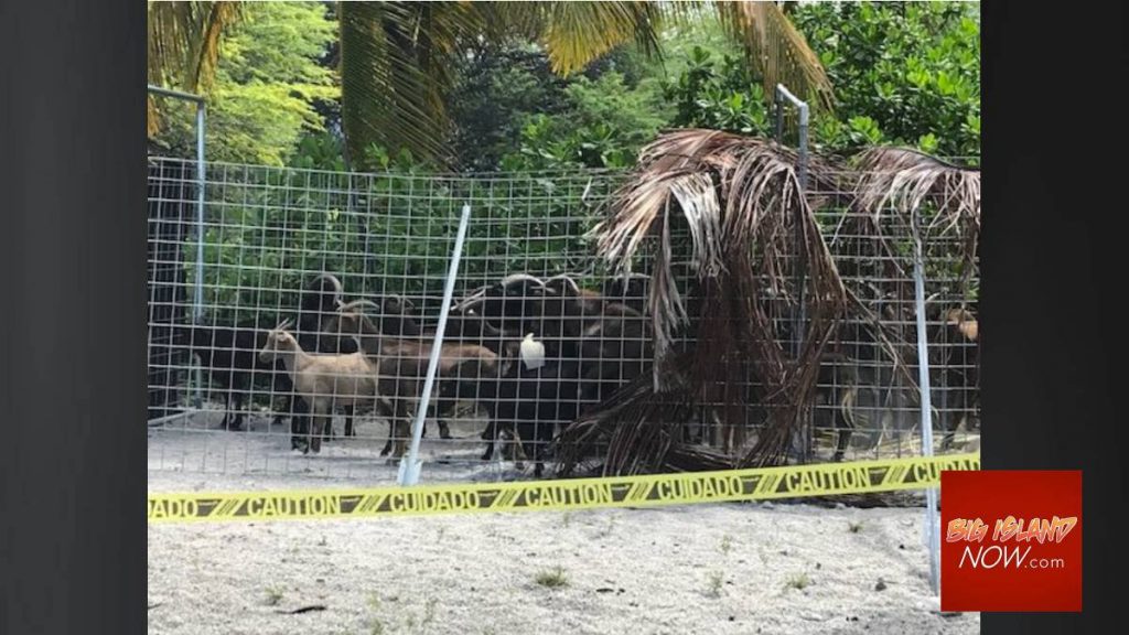Over 400 Feral Goats Removed from Pu‘uhonua o Hōnaunau National ...