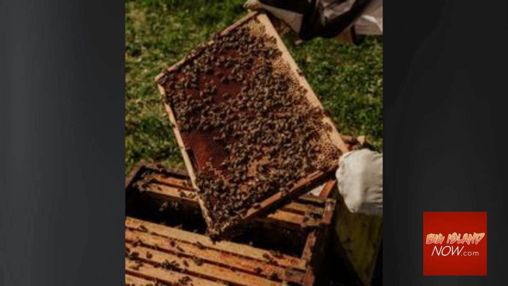 Multiple Bee Hives, Worth Tens of Thousands, Stolen From Big Island ...