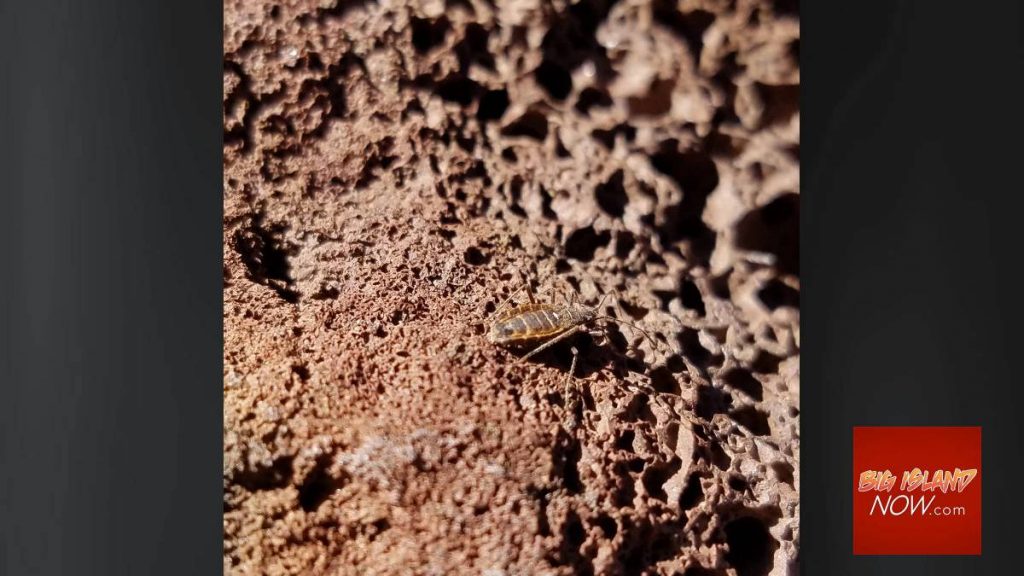 Wēkiu Bug Population Increases on Maunakea : Big Island Now