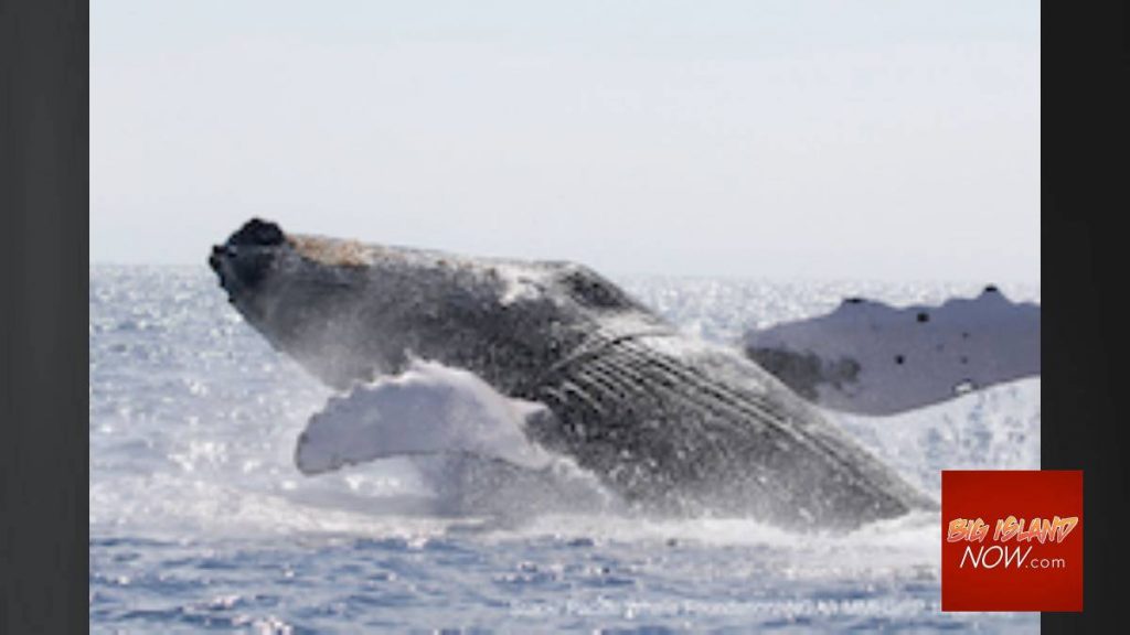Watch Entangled Male Humpback Whale Freed Off Maui Waters Big Island Now