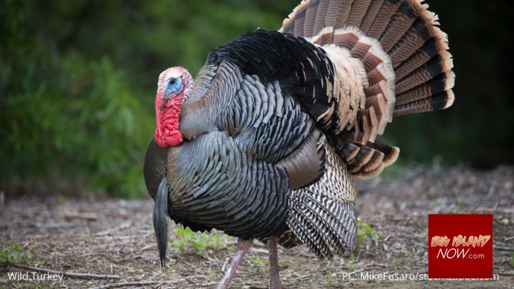 Spring bearded turkey hunting season opens in March : Big Island Now