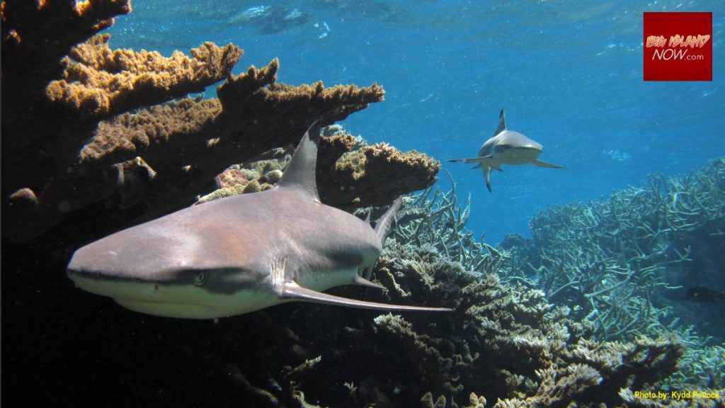 President Biden supports national marine sanctuary for Pacific Remote ...