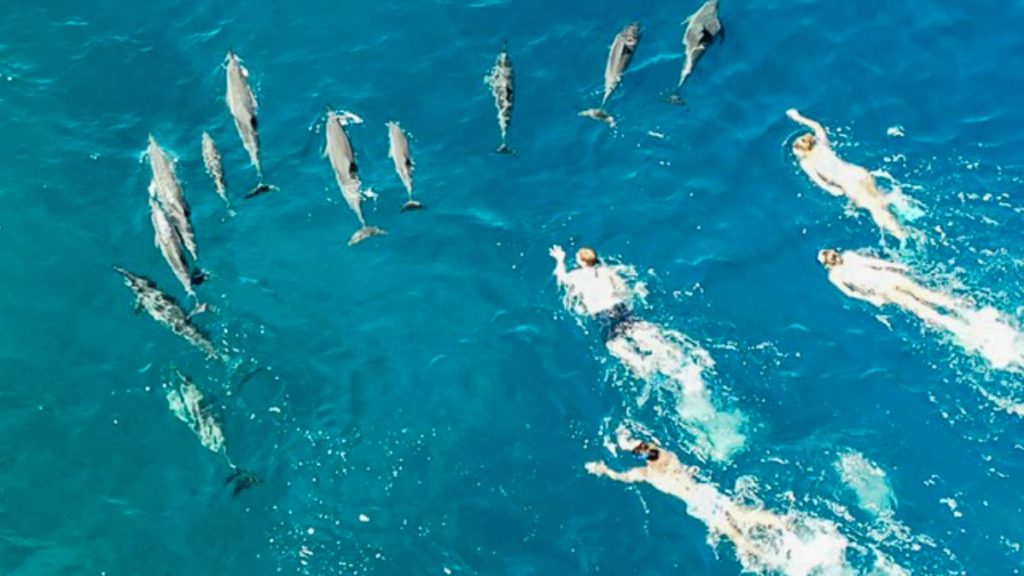 State of Hawaiʻi pursuing cases against 33 swimmers chasing dolphins in ...