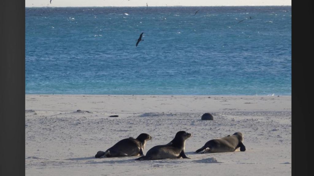 Watch: 3 Hawaiian monk seals return to ocean following care at Kona’s ...