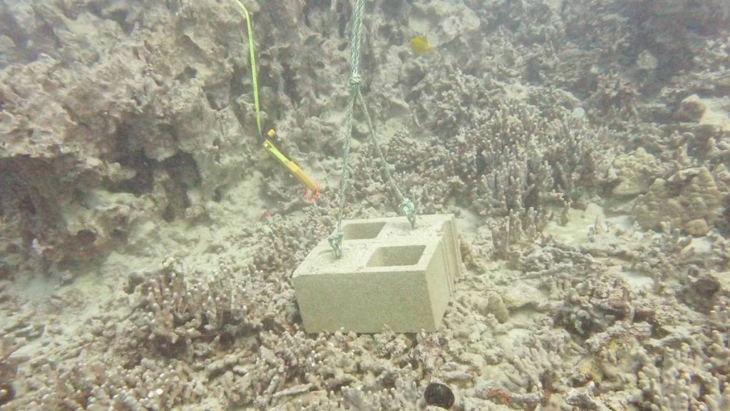 Cinder block lane markers for Kona canoe regatta damage 50 to 60 coral ...