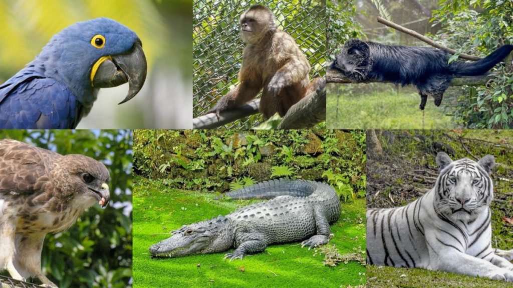 Big Island Now Poll No. 20: What is your favorite animal at Hilo’s Pana ...