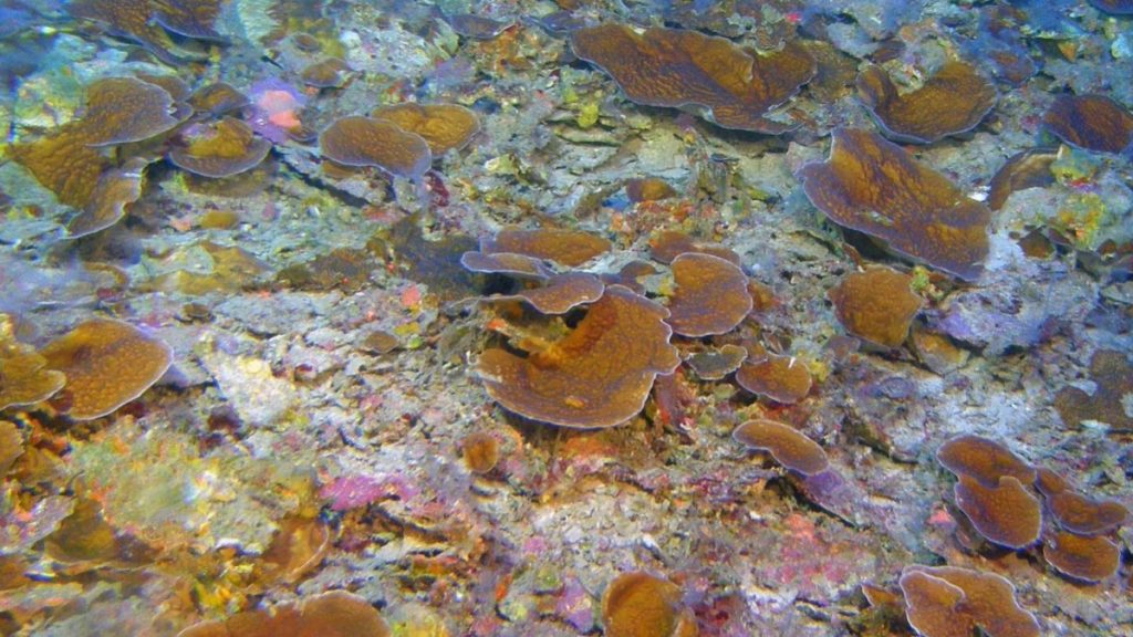 University of Hawai‘i at Mānoa reveals measurements of deepest coral ...