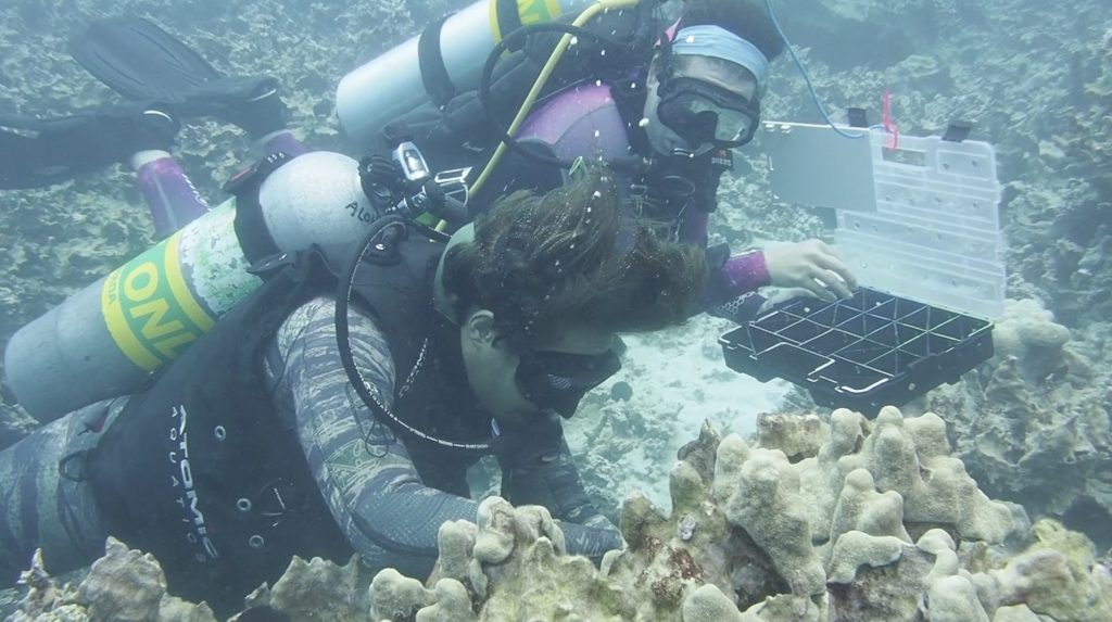 State and local nonprofits gather to plant coral in Kealakekua Bay ...