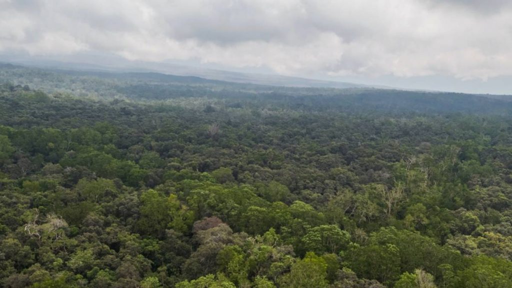 State looking to expand forest reserve on Hawai‘i Island : Big Island Now