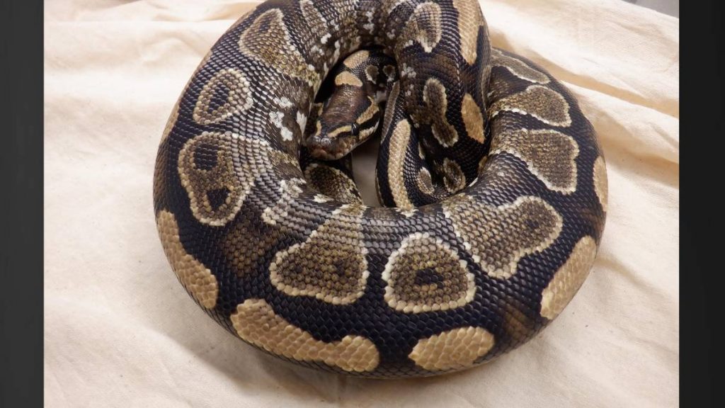 3-foot long ball python found in O‘ahu home : Big Island Now