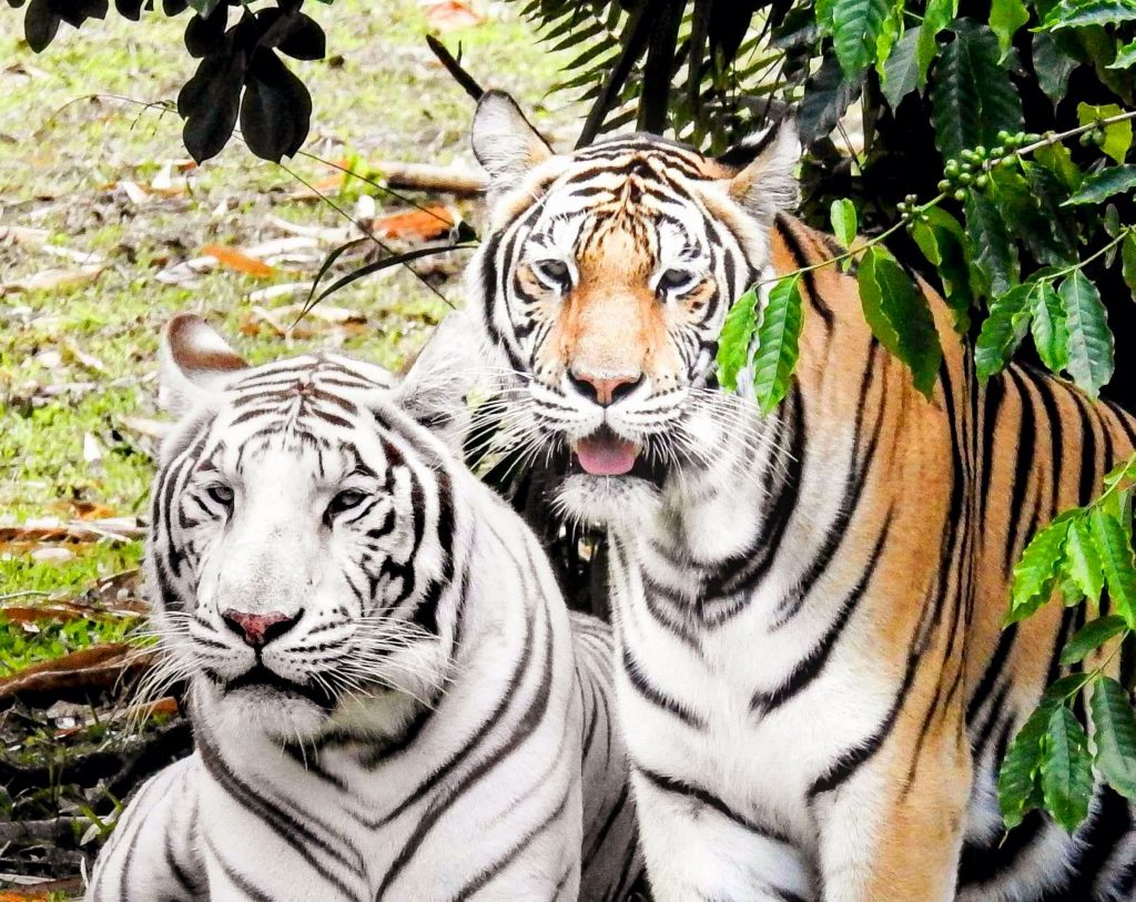 ‘A tigerific time’: Don’t miss Tiger Fun Day at Pana‘ewa Rainforest Zoo ...