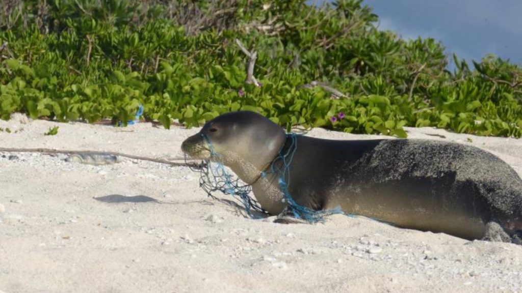 Study: Debris cleanups through the years have reduced marine life ...