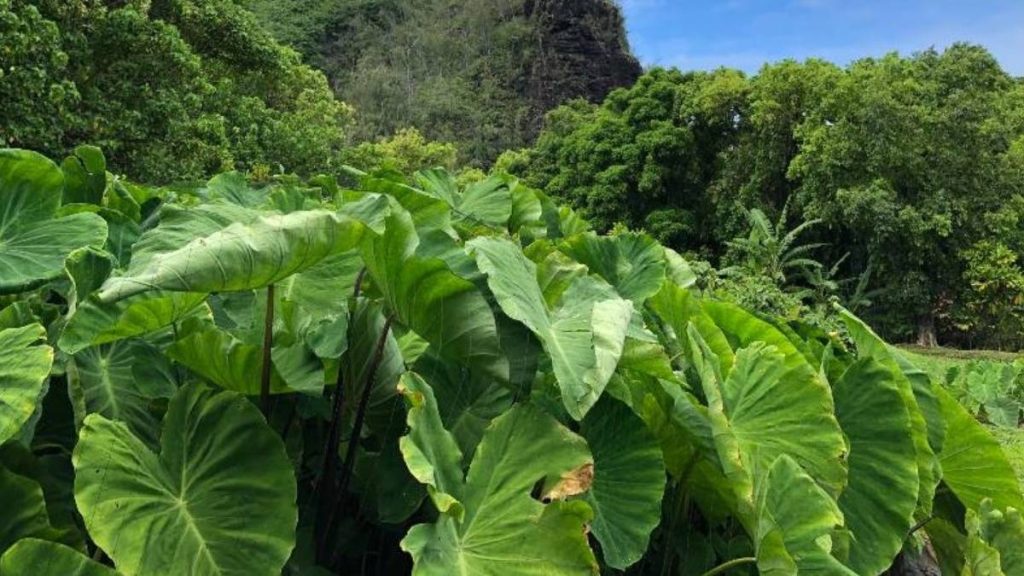 Hawai‘i’s newly named state plant kalo to represent island agriculture ...