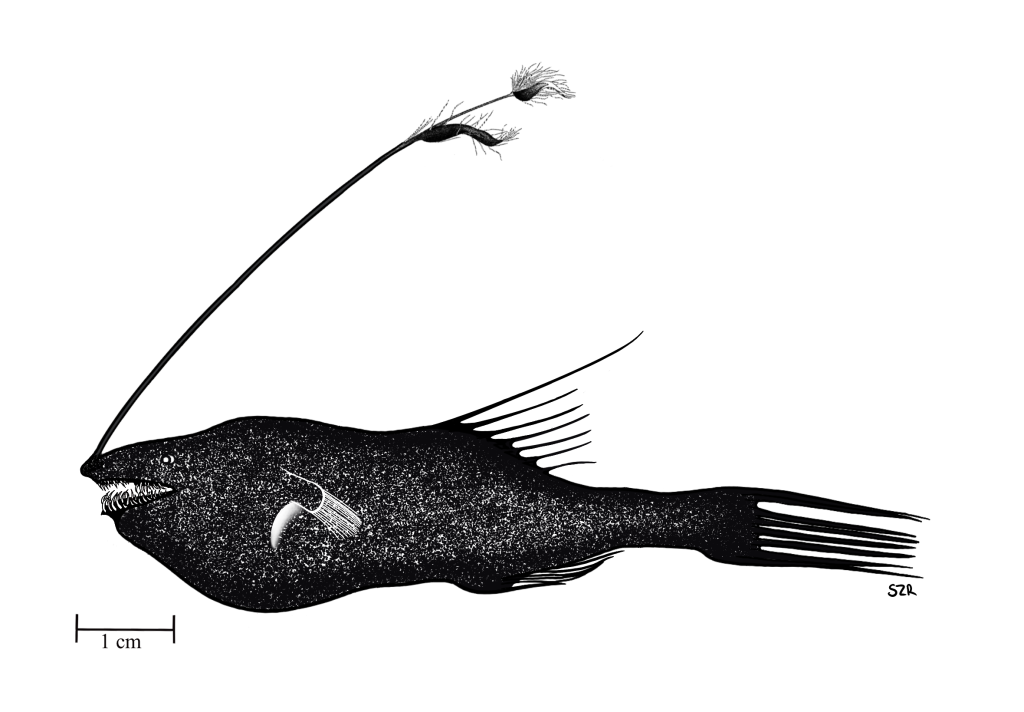 UH-discovered deep-sea anglerfish named to top 10 remarkable species ...
