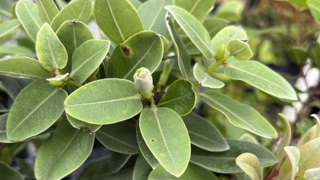 Key to unlock solution for rapid ʻōhiʻa death could be in seeds of ...