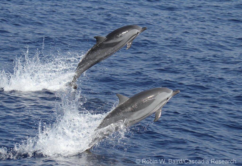 UH researchers link dolphin strandings to infectious disease that can ...