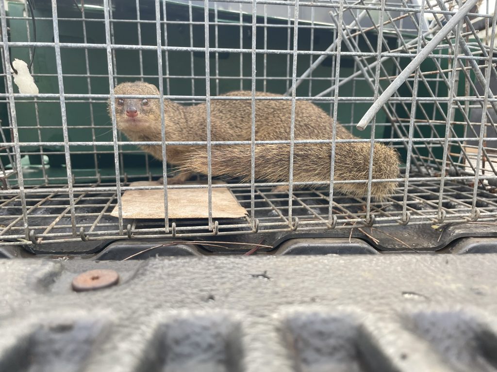 Live juvenile mongoose lured into trap with fresh coconut on Kauaʻi ...