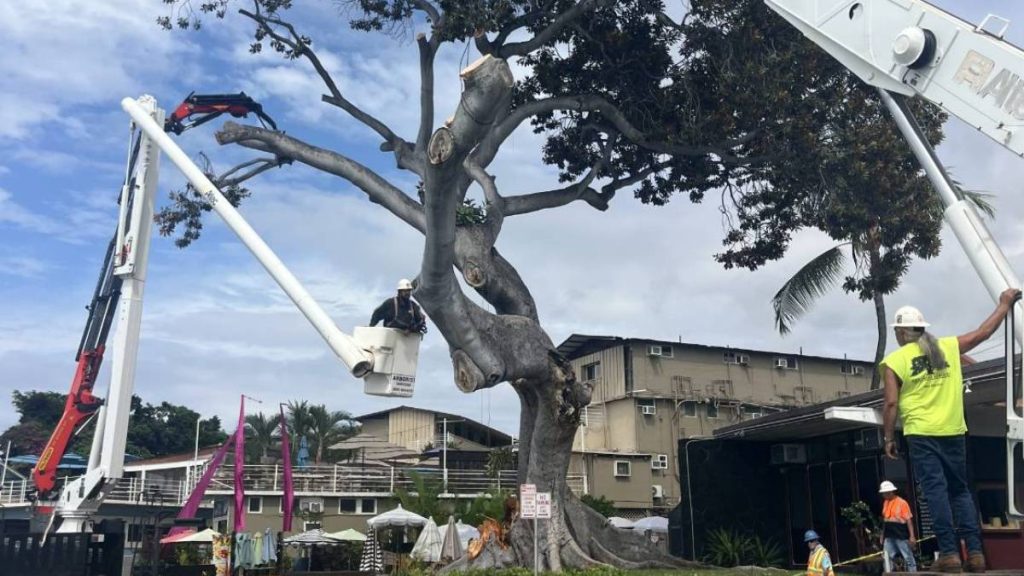 Iconic Ali‘i Drive in Kona changed forever after loss of 80-foot tree ...