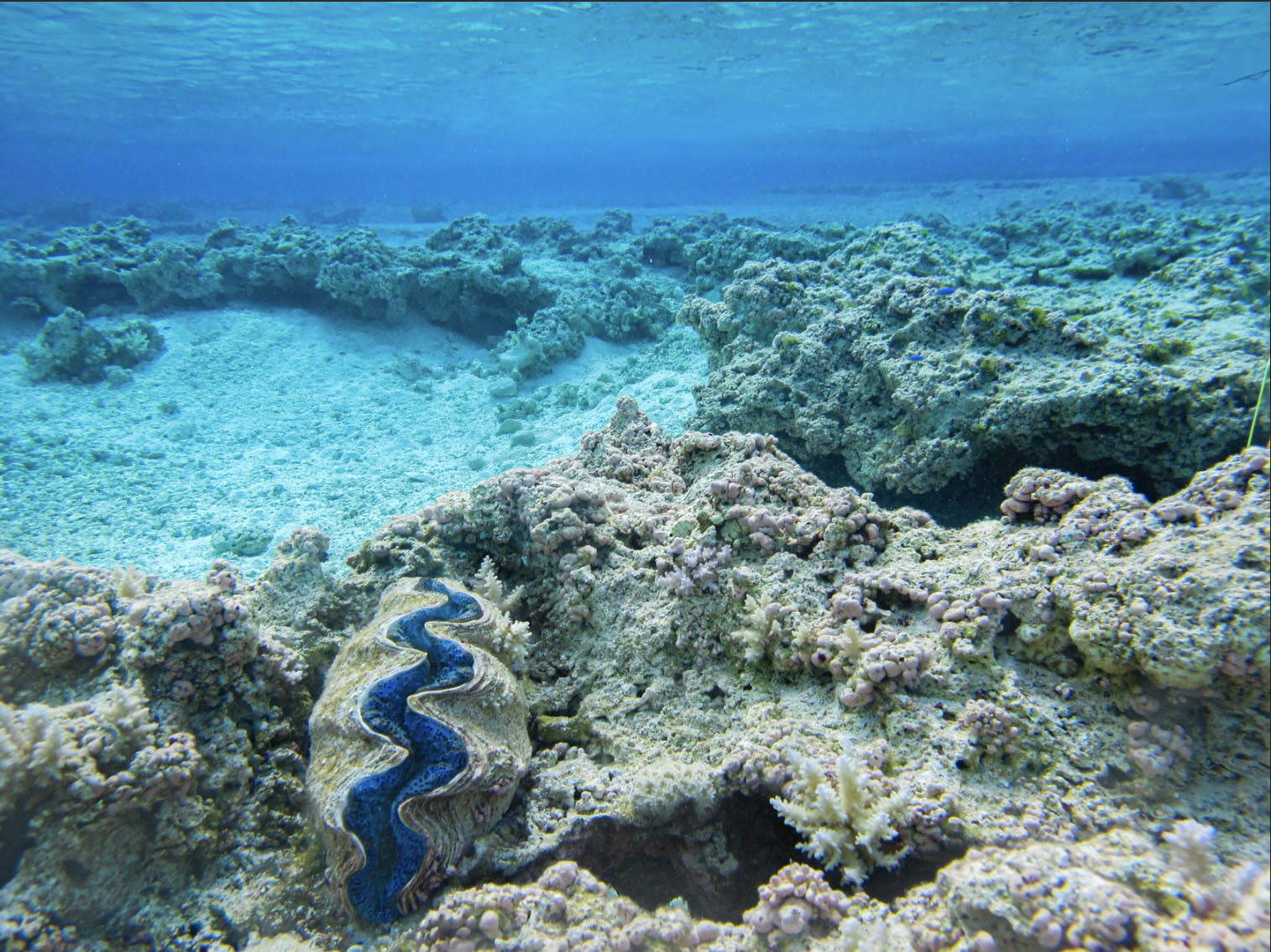 Giant clam populations stable, abundant when supported by cultural ...